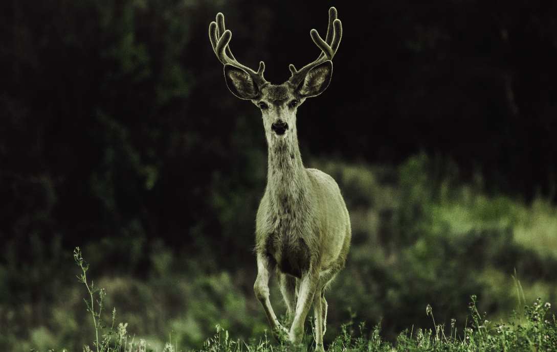 Paras pimeänäkölaite | Vertailussa 5 parasta - Kodinkone.com